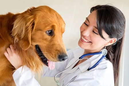 Les symptômes d'un chien malade