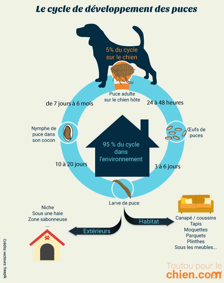 Puces du chien : causes, symptômes et produits anti-puces
