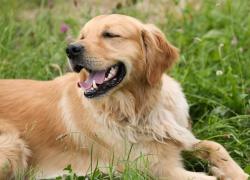 Golden Retriever : éducation, comportement, santé, prix, budget