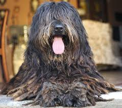 Berger de Bergame : éducation, caractère, santé, budget et prix