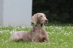 Braque de Weimar : éducation, caractère, santé, prix et budget