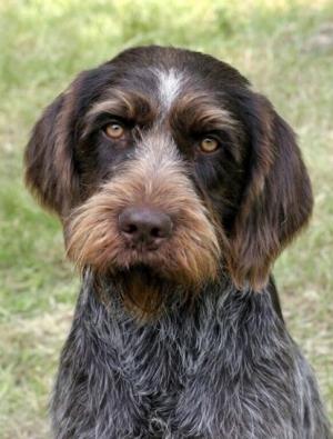 Barbu tchèque : éducation, caractère, santé, budget et prix ...