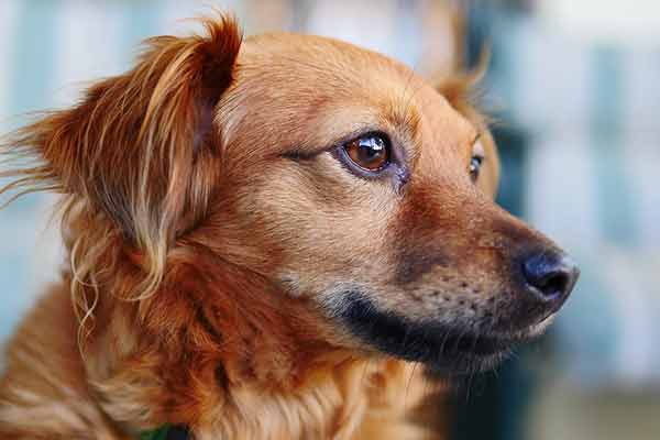 Mon chien a les yeux rouges : causes et solutions