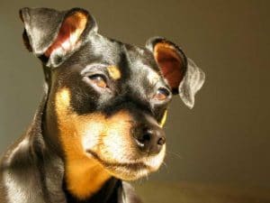 Pinscher : standard, comportement et santé