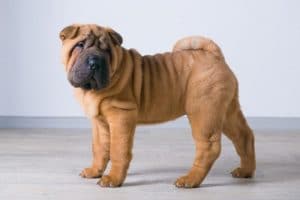 Shar Pei : standard, comportement et santé