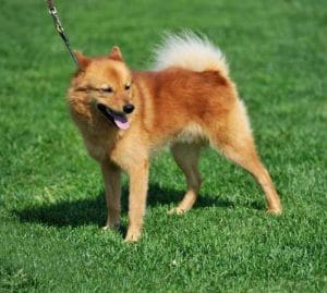 Spitz Finlandais : standard, comportement et santé