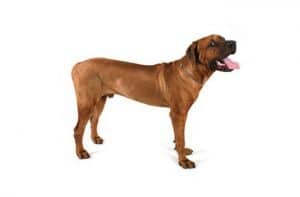 Tosa Inu : standard, comportement et santé