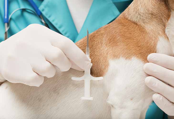 Puce électronique pour chien : fonctionnement et avantages