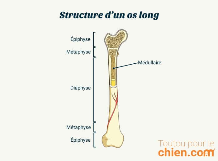Cancer des os du chien : symptômes, diagnostic et traitement