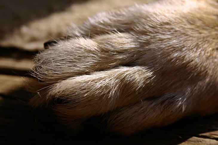 Pododermatite du chien : symptômes, causes et traitements