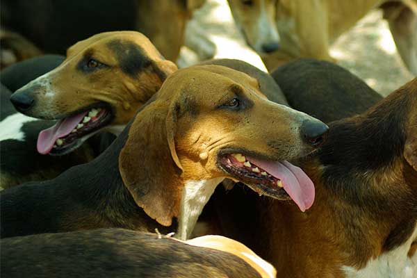 Meute de chiens : fonctionnement et communication