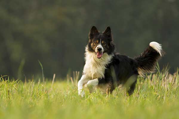 Races de chiens de Berger : le top 10 - Toutoupourlechien.com
