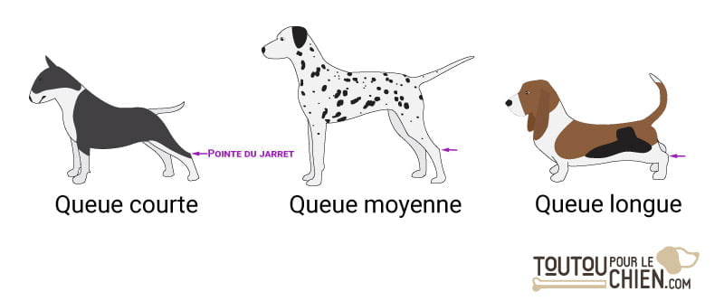 Queue de chien : anatomie, morphologie, rôle, anomalies et affections