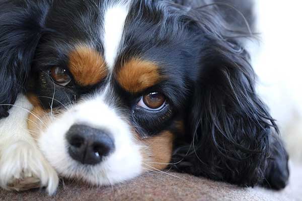 Races de chiens les plus calmes : notre sélection - Toutoupourlechien.com
